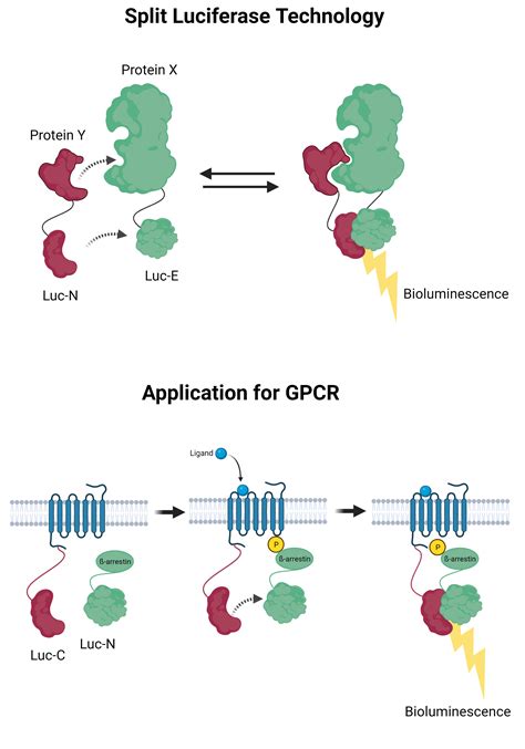 Cell Based Kinase Profiling Service Kinase Logistics Europe