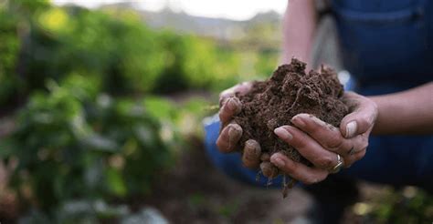 19 Soil Additives That Are Secretly Ruining Your Plants Complete