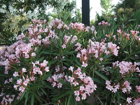 Sobre Las Populares Adelfas Nerium Oleander Jardines Sin Fronteras