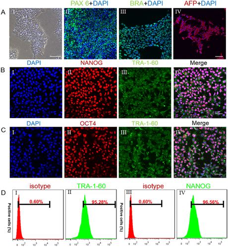 Full Article Gene Expression Morphology And Electrophysiology During