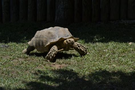 African Spurred Tortoise Home