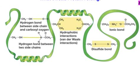 Proteins Folding And Thermodynamics Flashcards Quizlet
