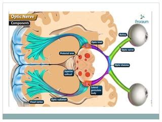 Cranial Nerves Pptx Brain And Nervous System Disorders Diseases And Conditions