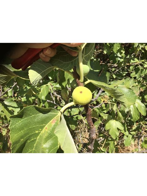“calimyrna” Figs 5 Strong Fig Tree Cuttings
