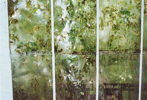 Greenery Seen Through A Condensation Covered Window Photo Leaves