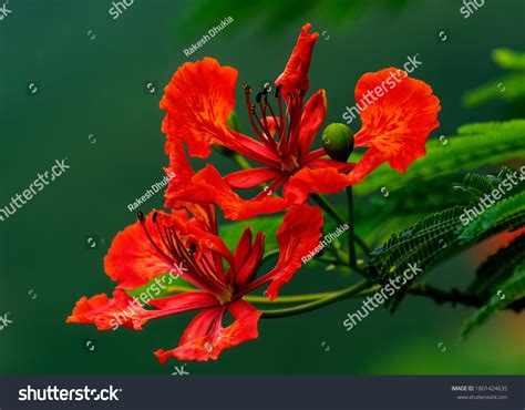 What Is The English Name Of Gulmohar Flower At Alyssa Coode Blog