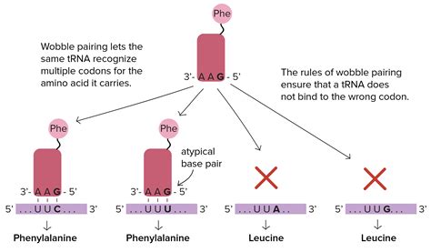Degenerate Code Wobble Pairing Genetic Code Mcat Content