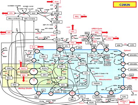Quantifying The Inputs Of Atp And Nadph And Output Of Pi