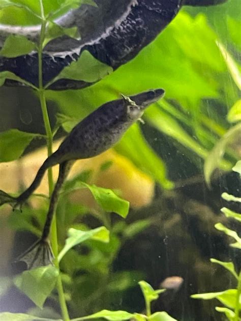 Help Bleb Is Super Bloated R Africandwarffrog