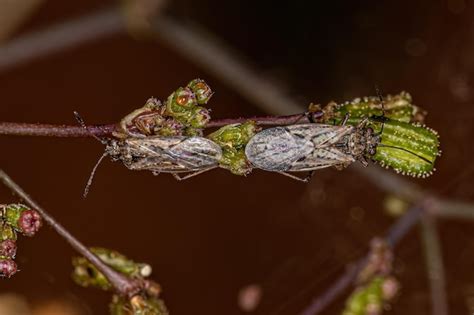 Premium Photo Adult Seed Bug