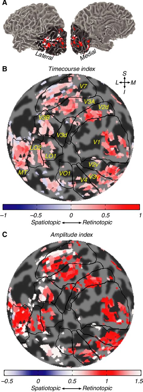 Figure 6 From Maps Of Visual Space In Human Occipital Cortex Are