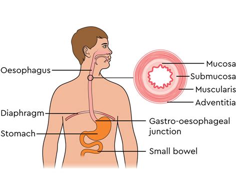 Digestive System Esophagus Function