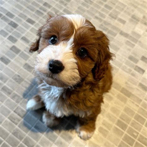 My New Cavapoo Master Of The Puppy Dog Eyes Rcavapoo