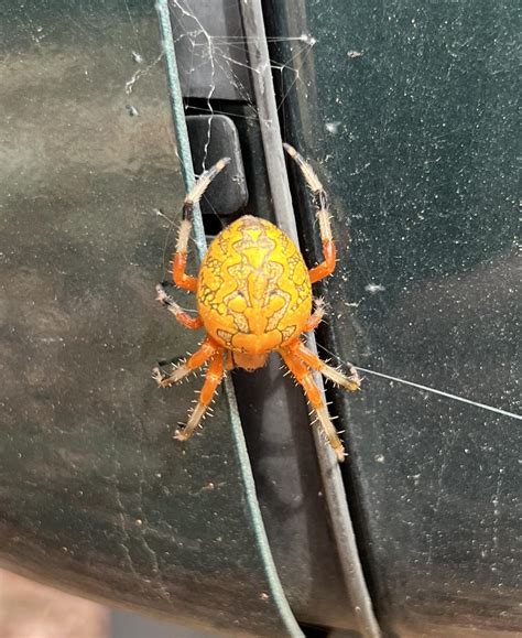Found This Big Guy On My Car Does Anyone Know What Kind Of Spider It