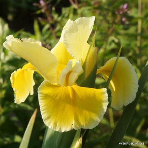 ‘barleycorn Vyšniauskų Gėlės