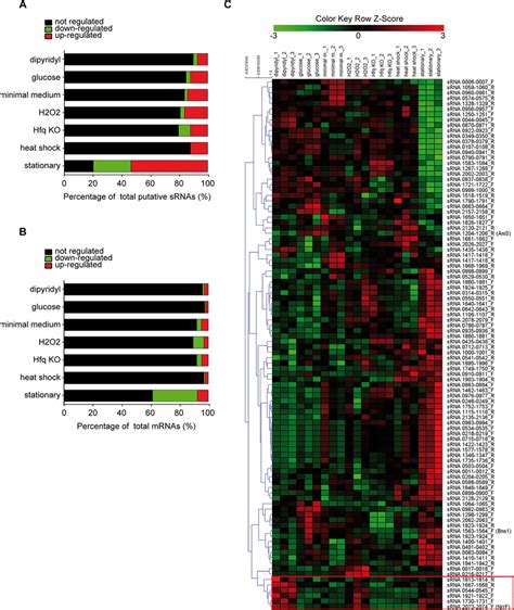 Identification Of Putative Srna Regulated In Different Conditions
