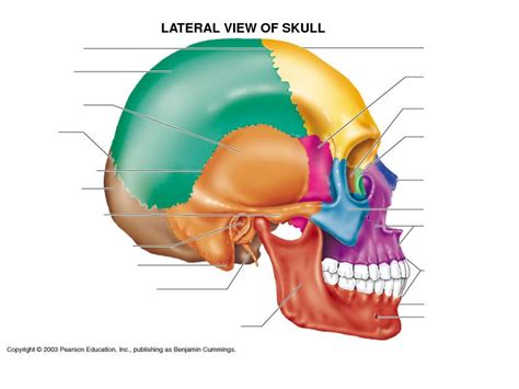 Xray Image Of Skull Lateral View Stock Image Image Of Hasil Gambar
