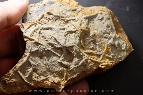 Asteriacites Lumbricalis Trias Beaune France