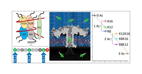 Resolving Isomeric Posttranslational Modifications Using A Biological Nanopore As A Sensor Of