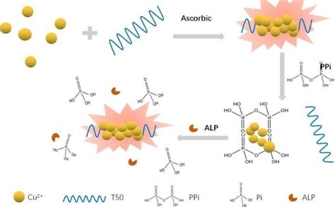 Schematic Diagram Of Dna Cuncs Fluorescence Detection Of Ppi And Alp