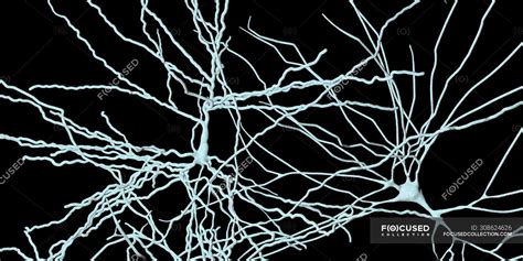Digital Illustration Of Pyramidal Nerve Cells From Cerebral Cortex Of