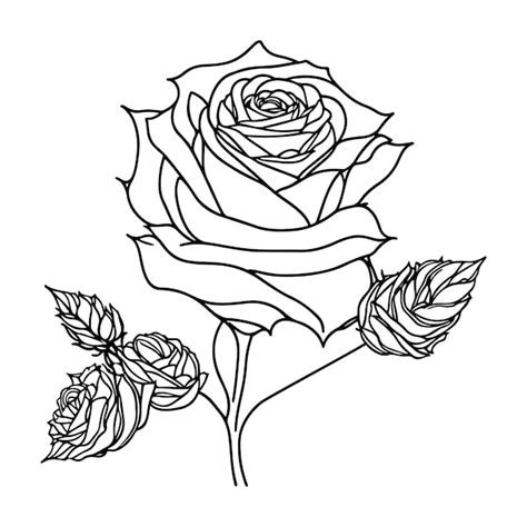 Premium Vector Hand Drawn Rose Black Outline Vector On White