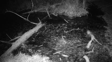 Two Eurasian Otters Lutra In Swamp Forest At Night Stock Video Video