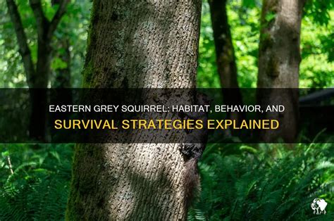 Eastern Grey Squirrel Habitat Behavior And Survival Strategies