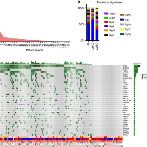 Somatic Mutation Profile Of Lung Cancer In Aas A Distribution Of Download Scientific Diagram