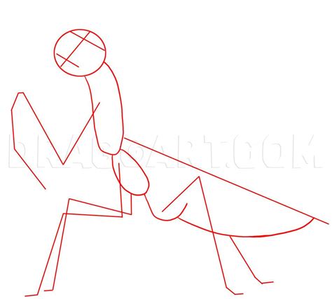 How To Draw A Praying Mantis Step By Step Drawing Guide By Dawn