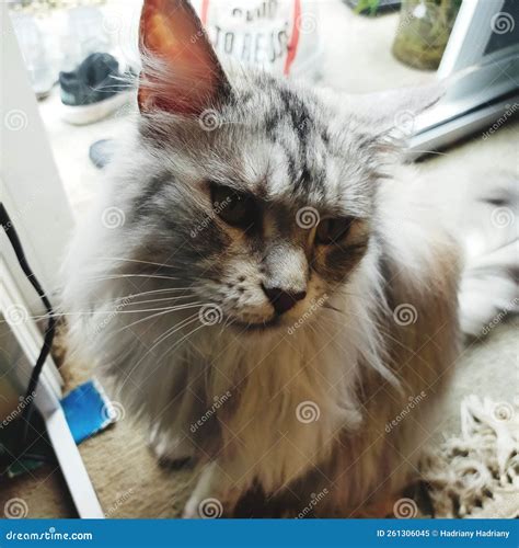 Cute Hairy Bunny Royalty Free Stock Photography CartoonDealer Com