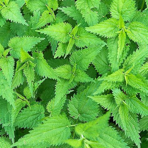 Explore Top 15 Useful Or Edible Garden Weeds