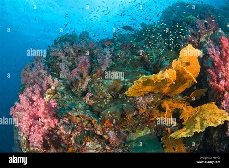 Scuba Diving At Richelieu Rock Mu Koh Surin National Marine Park Just