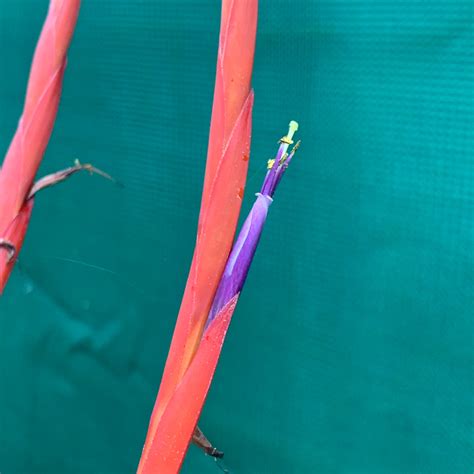 All Air Plants Page 7 Air Plant Decor