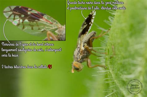 Tephritis Divisa Les Carnets Nature De Jessica Photographie Et