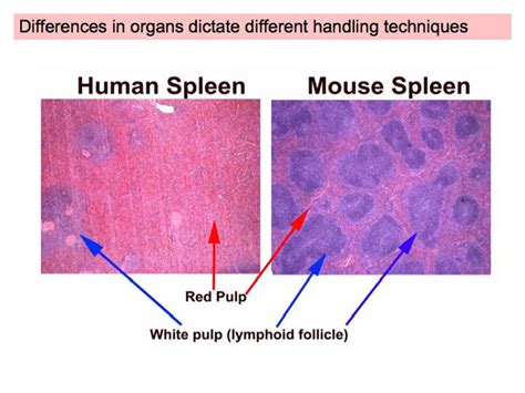 mouse phenotyping ucsd university of california san diego