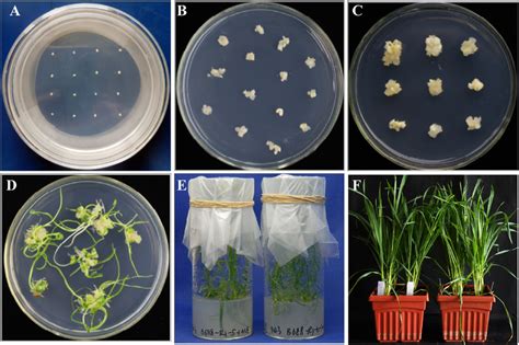 Tissue Culture And Plant Regeneration A The Immature Scutella After Download Scientific