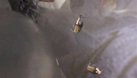 Tiny Humans In Roaches In Disguise Hide In The Giantess