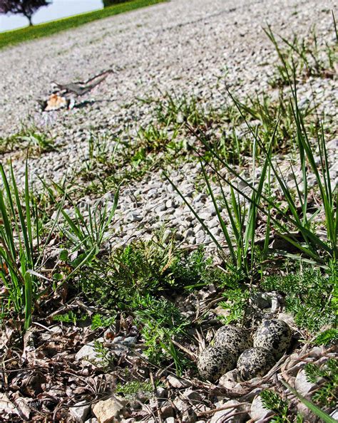 Maternal Instincts Photograph By Donna Swiecichowski Fine Art America