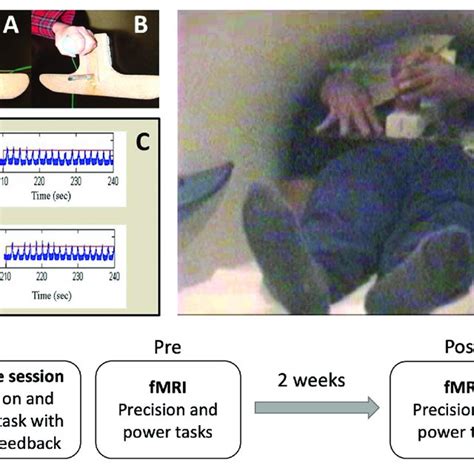 Motor Activation Tasks Performed In The Functional Magnetic Resonance Download Scientific
