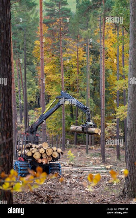 A Forest Worker Takes Felled Tree Trunks Out Of The Forest With A Special Vehicle Stock Photo