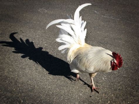 Bizarre Shadows Are Showing Off Sights And Images We Cannot Mistake