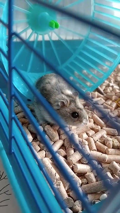 Мой хомячок🐹😍 Youtube