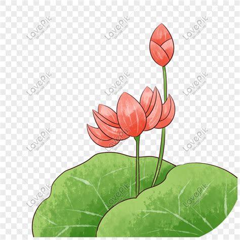 신선한 손으로 그린 여름 연꽃 연꽃 잎 그림 Png 일러스트 무료 다운로드 Lovepik