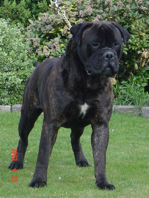 Black Bull Mastiff