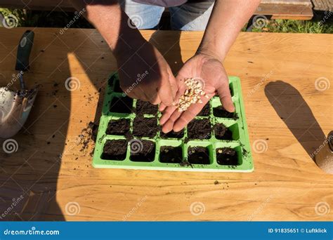 Woman Planting Green Corn Seeds In Fertile Soil Garden Stock Image