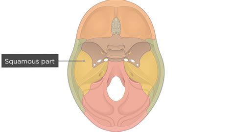 Fissures Foramina And Markings Of The Base Of The Skull Getbodysmart