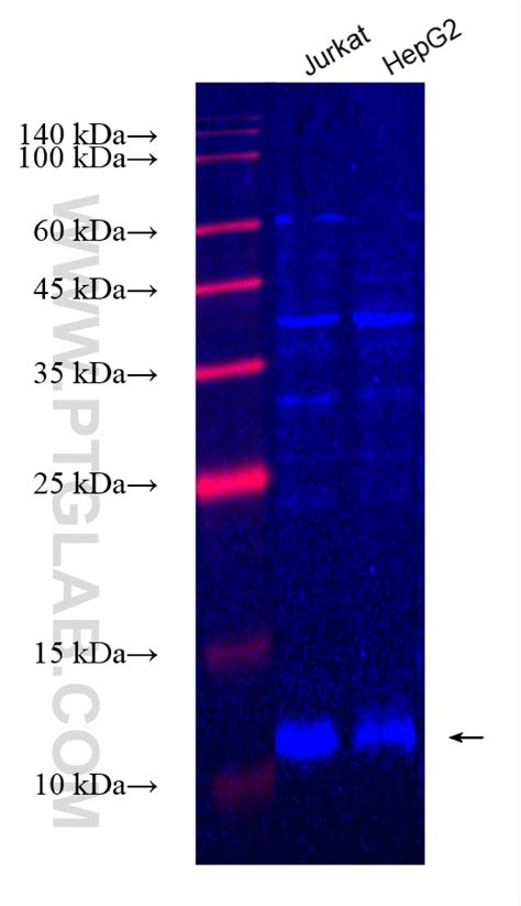 Cytochrome C Antibody Cl750 83276 Proteintech