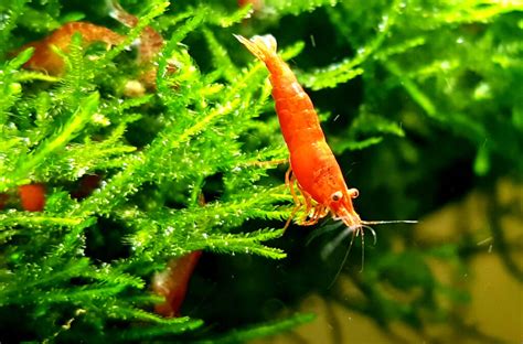 Cherry Shrimp Chibi Aquarium