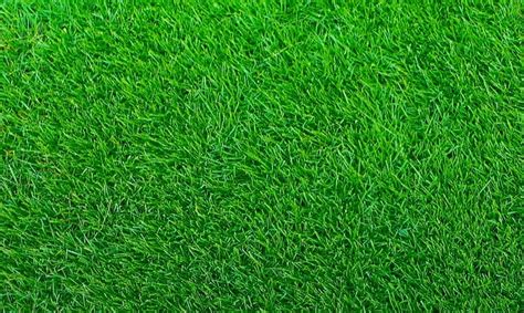 Empire Zoysia Grass Seeds Low Maintenance Lawn Turf